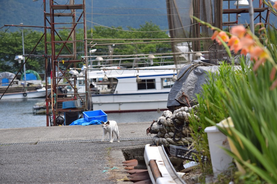 Okishima | JAPAN SHIGA Tourism Official Website - SHIGA BIWAKO