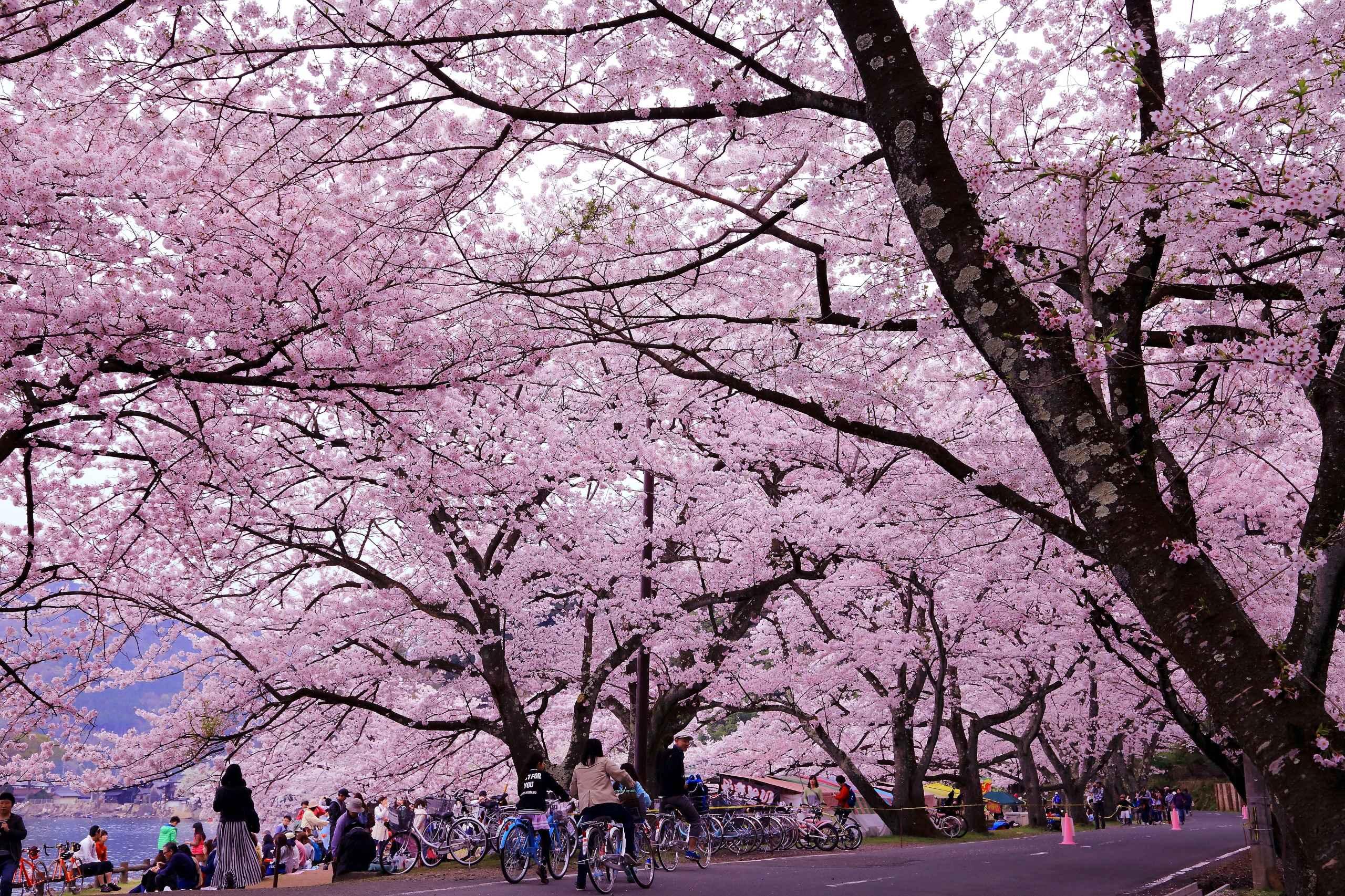 Kaizu-Osaki Peninsula | JAPAN SHIGA Tourism Official Website - SHIGA BIWAKO